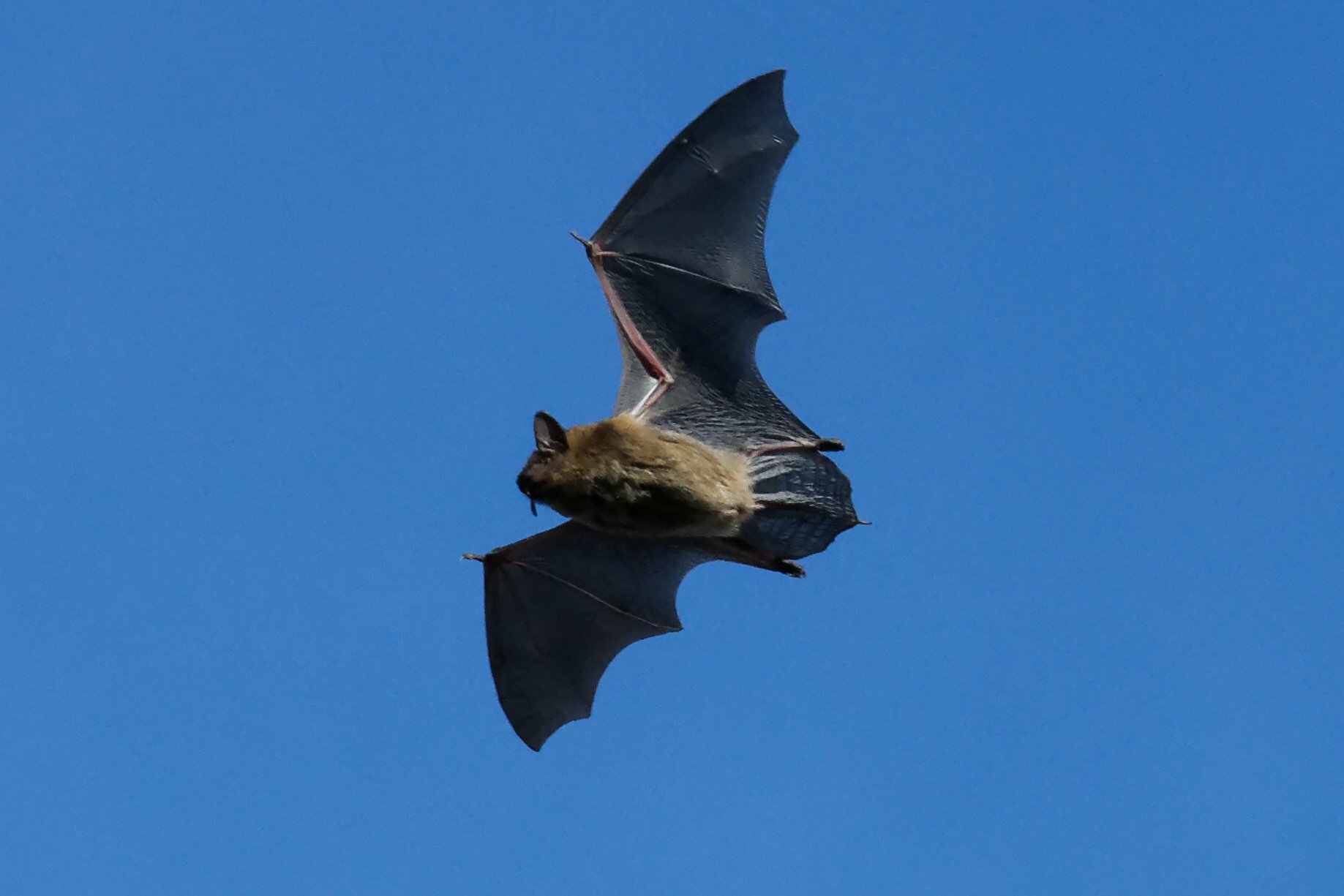 April 2024 Photo-observation of the Month | Vermont Center for Ecostudies