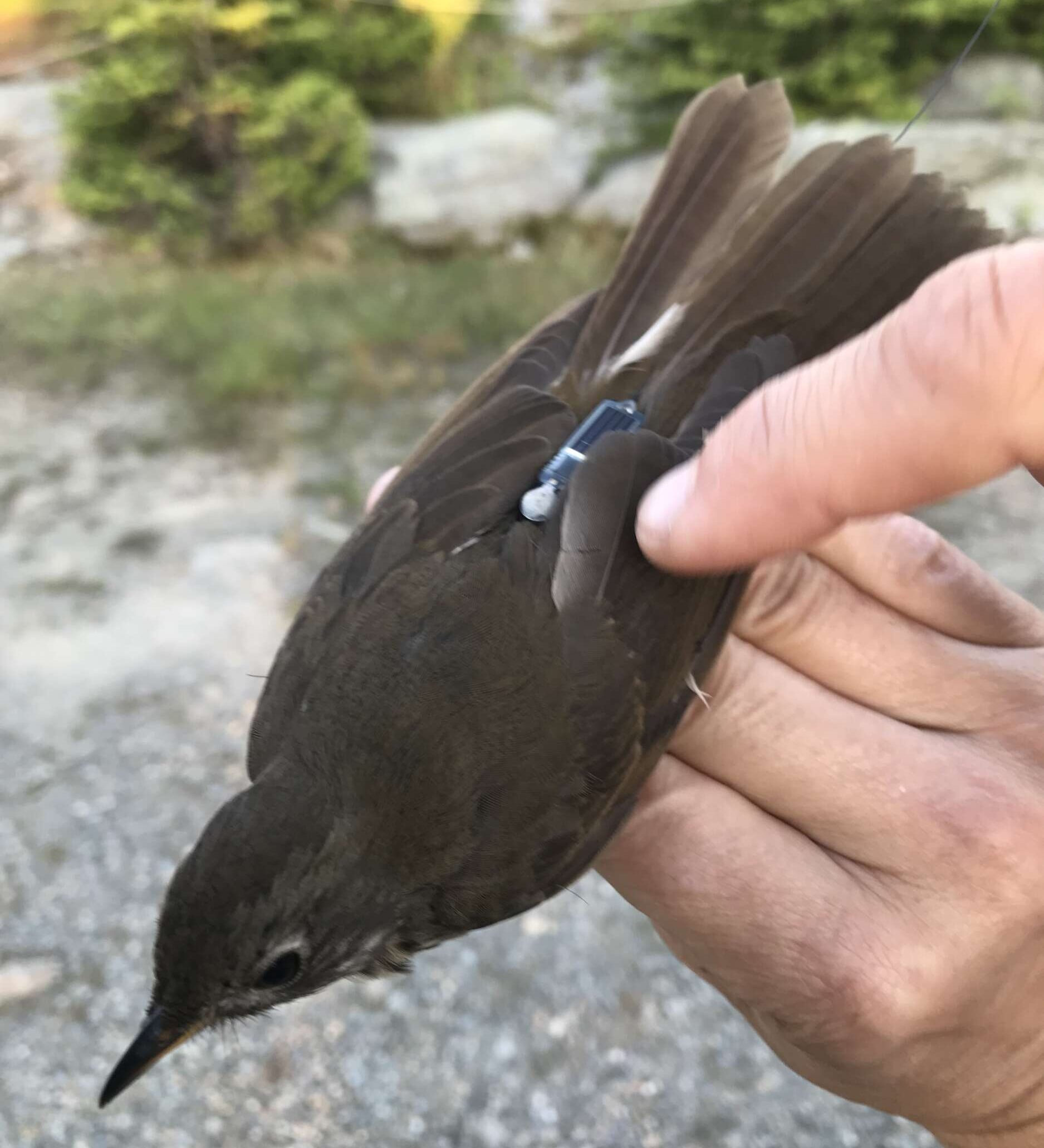 The Next Generation of Mt. Mansfield Ridgeline Research at VCE ...