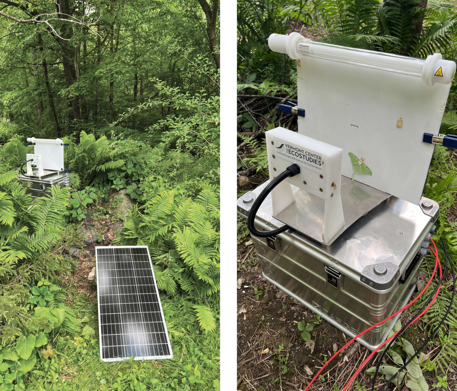 Building an Automated Moth Monitoring Network | Vermont Center for ...