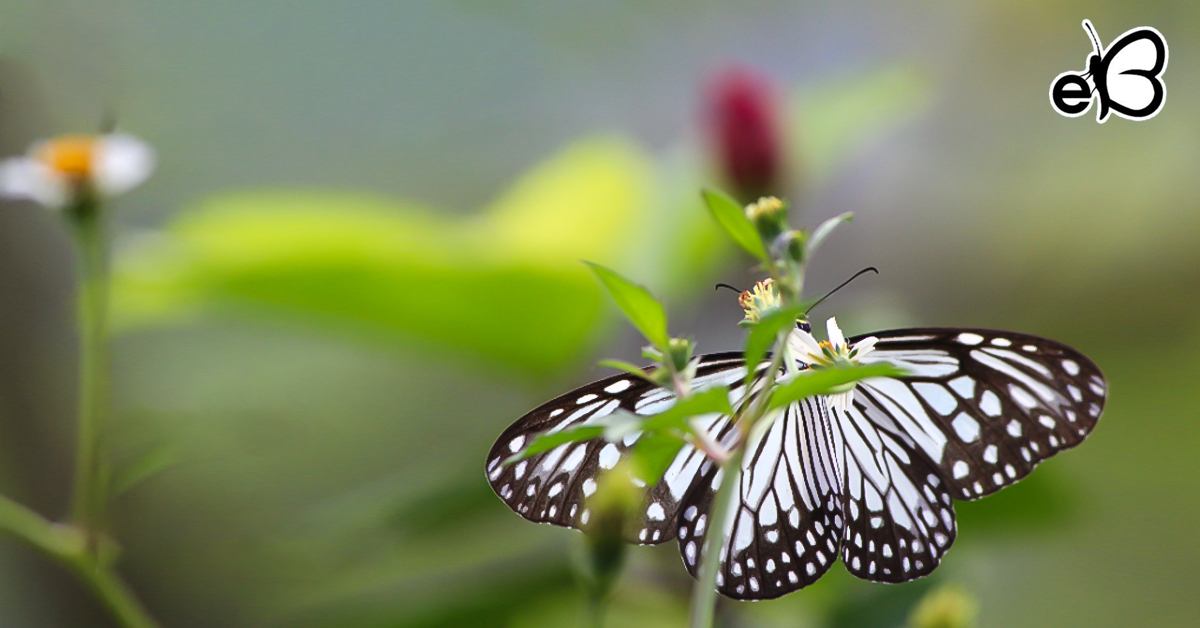 New e-Butterfly Mobile App Uses AI to Make Butterfly Observations ...