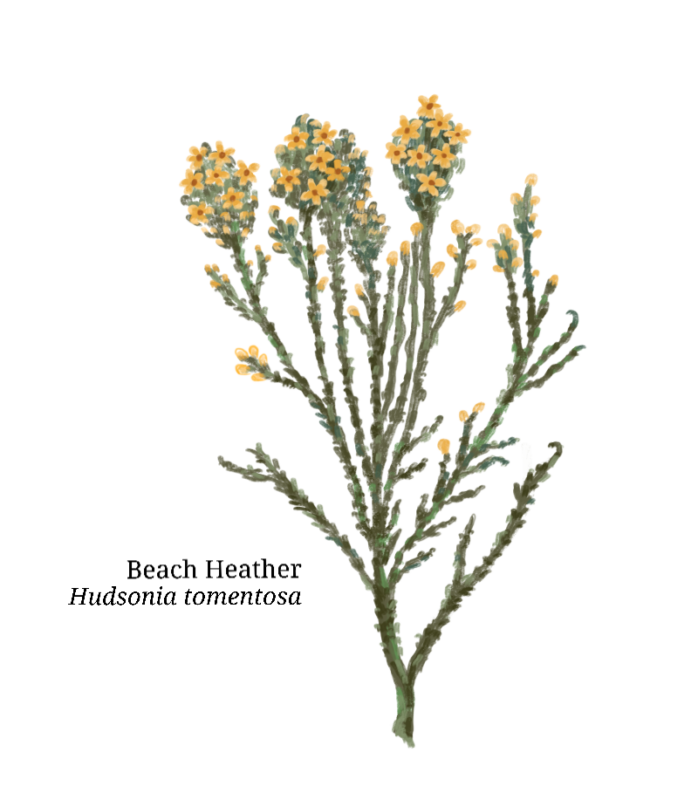 My Summer in Species: Illustrated | Vermont Center for Ecostudies