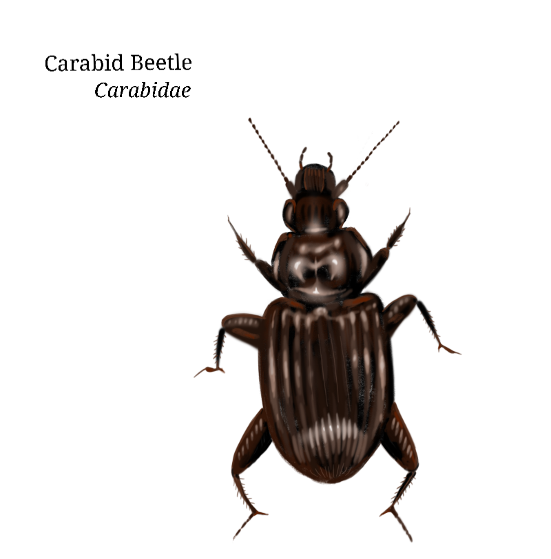 My Summer in Species: Illustrated | Vermont Center for Ecostudies