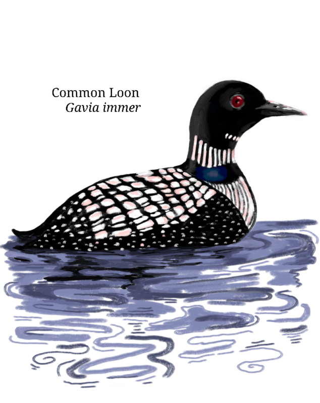 My Summer in Species: Illustrated | Vermont Center for Ecostudies