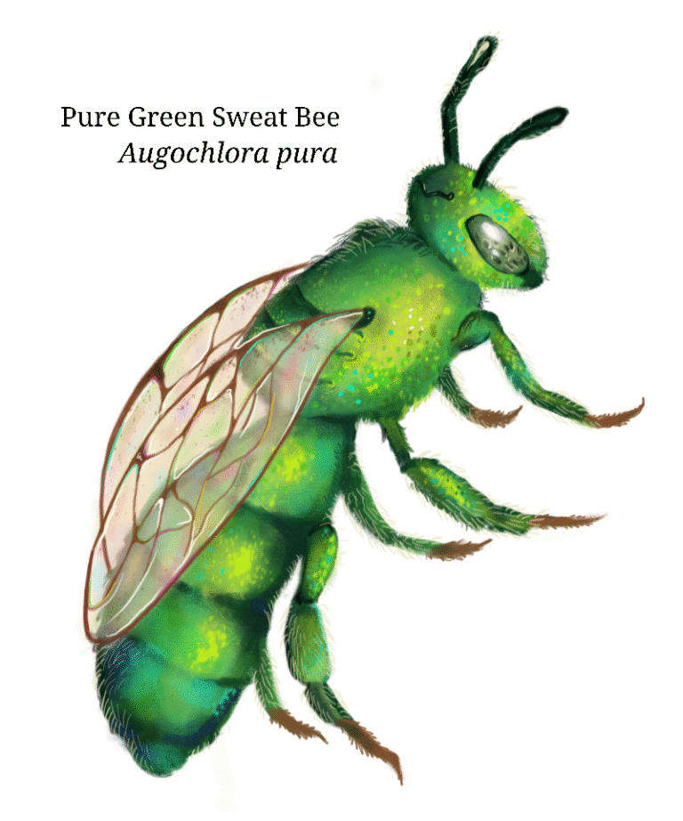 My Summer in Species: Illustrated | Vermont Center for Ecostudies