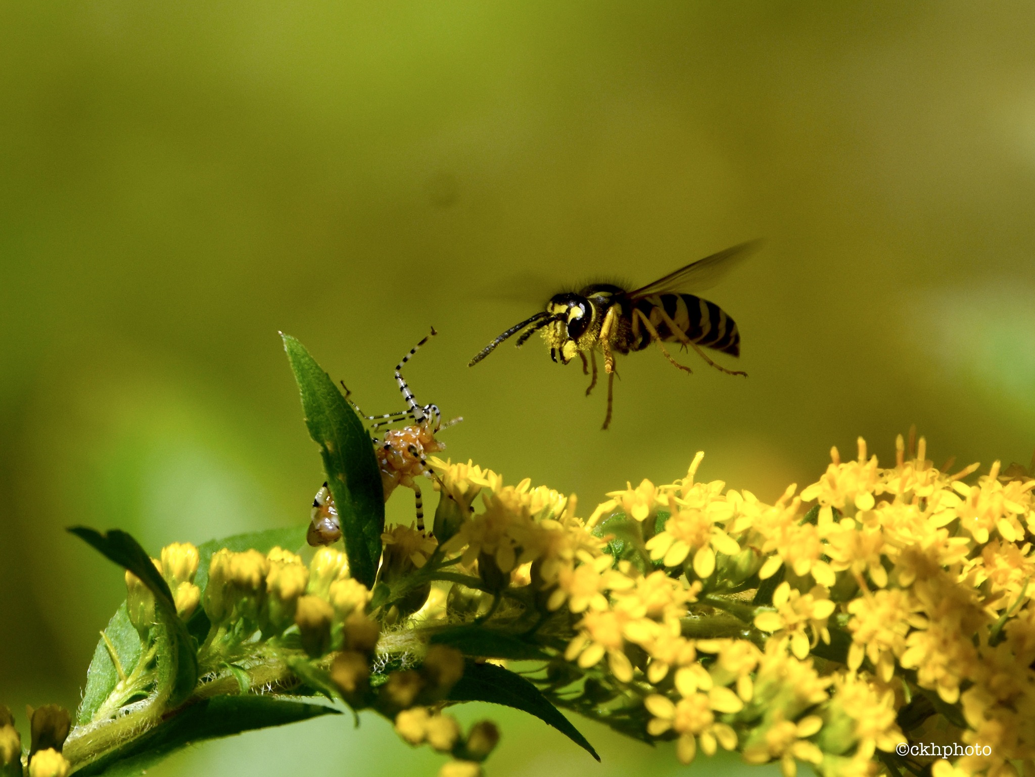 September 2024 Photo-observation of the Month | Vermont Center for ...