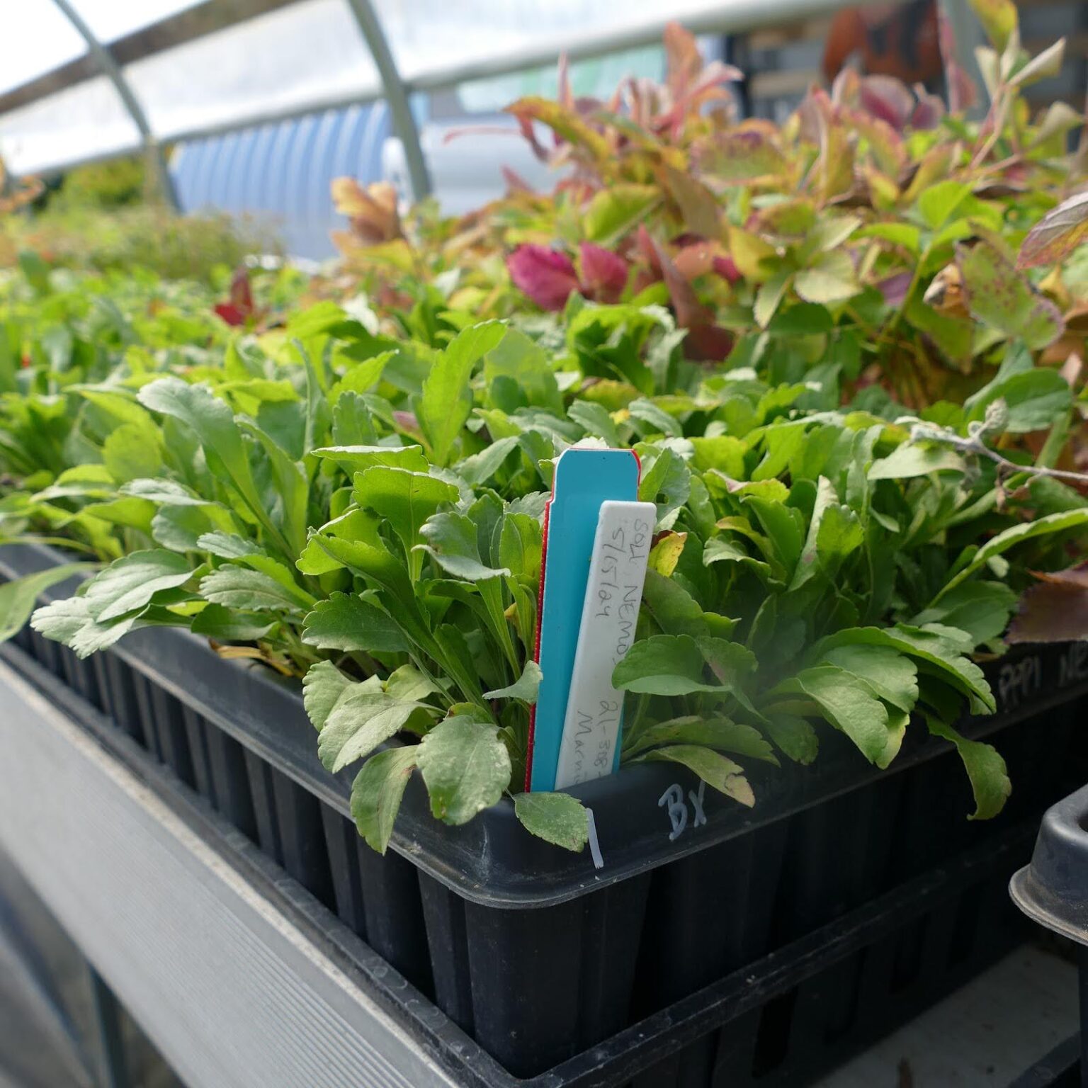 VCE Begins New Plant Provenance Project | Vermont Center for Ecostudies