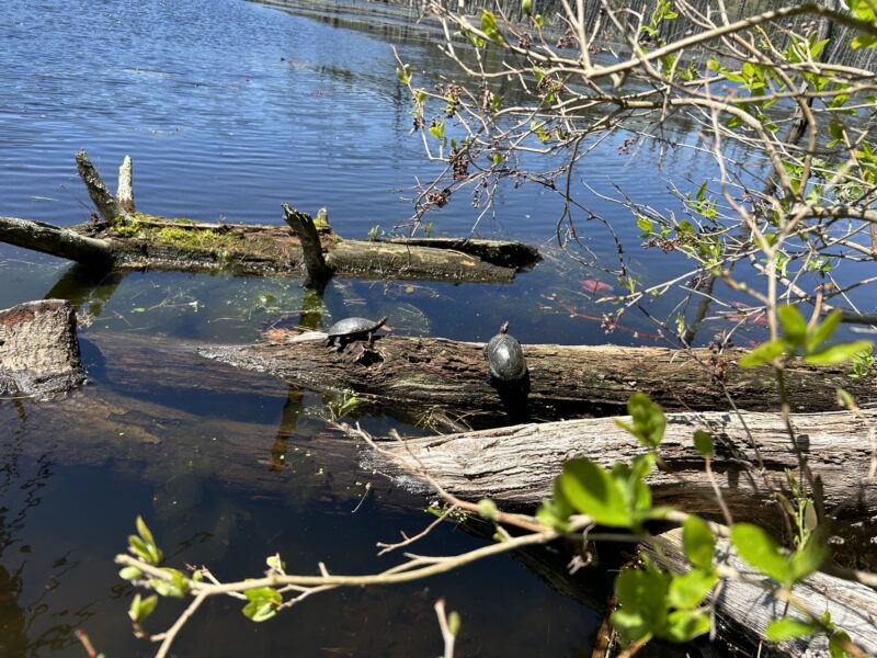 Observing Protected Species: How We Hide Their Location Data | Vermont ...