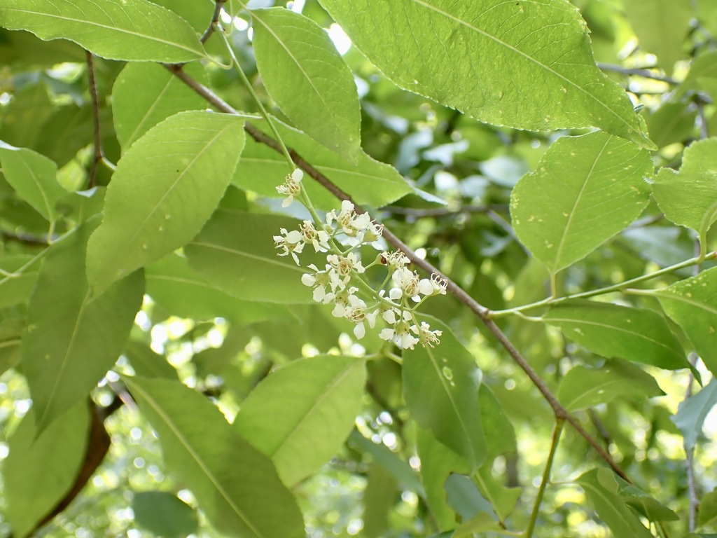 New Study Shows Native Cherry Trees Better Support Native Moths ...