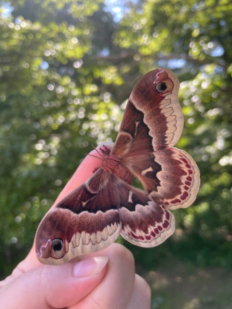 New Study Shows Native Cherry Trees Better Support Native Moths ...