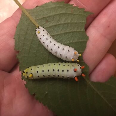 New Study Shows Native Cherry Trees Better Support Native Moths ...