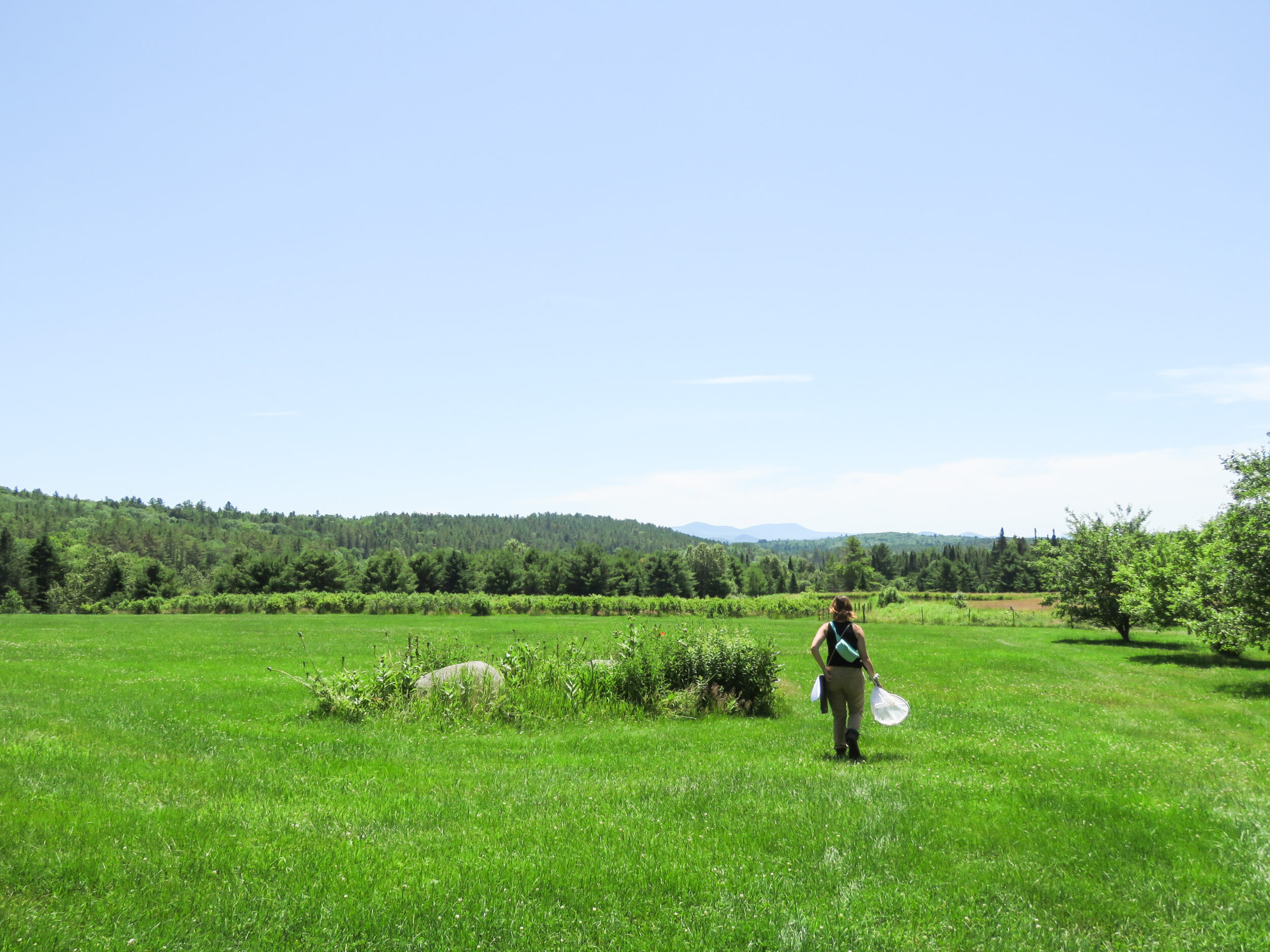 Field Guide to July 2025 | Vermont Center for Ecostudies