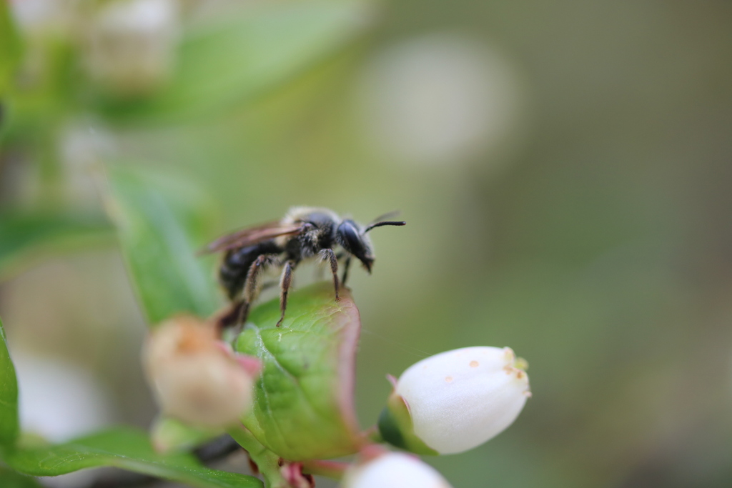 Field Guide to July 2025 | Vermont Center for Ecostudies