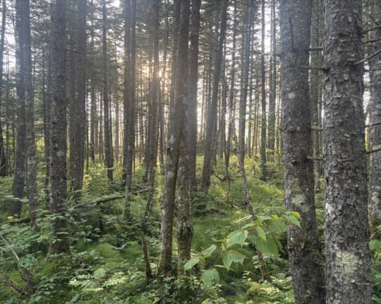 Vermont Center for Ecostudies