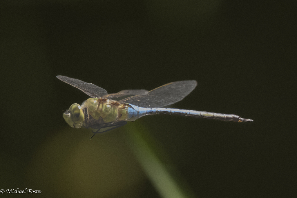 Field Guide to September 2025 | Vermont Center for Ecostudies