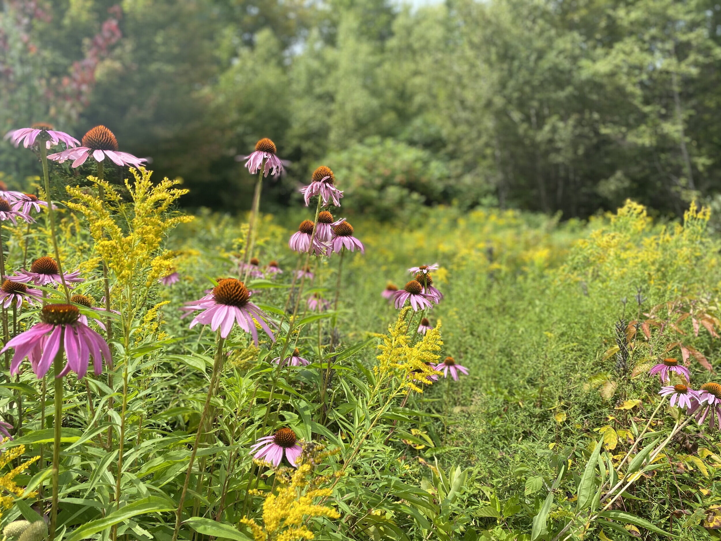 Field Guide to September 2025 | Vermont Center for Ecostudies