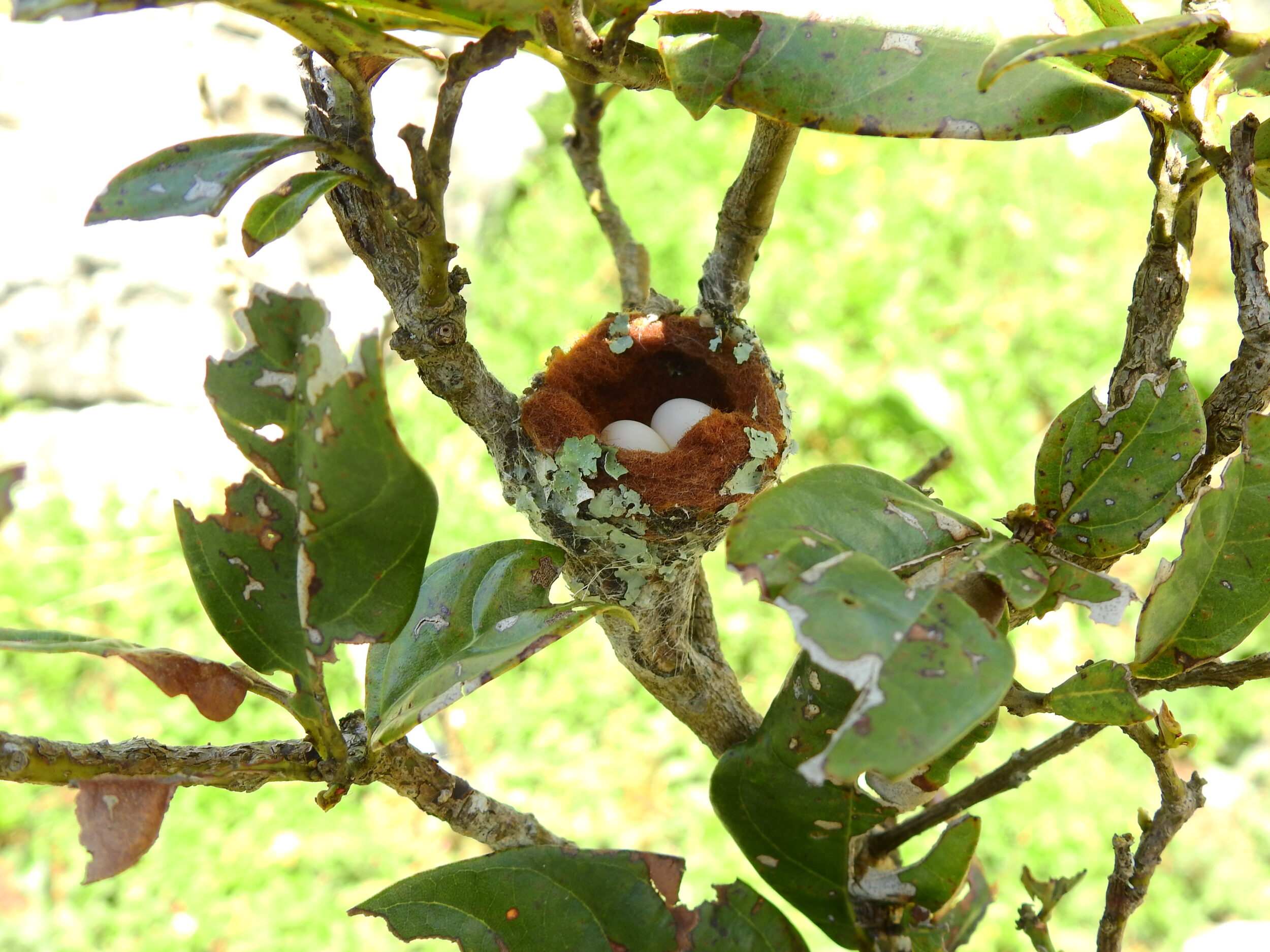 A Quick Trip to Birding Paradise | Vermont Center for Ecostudies
