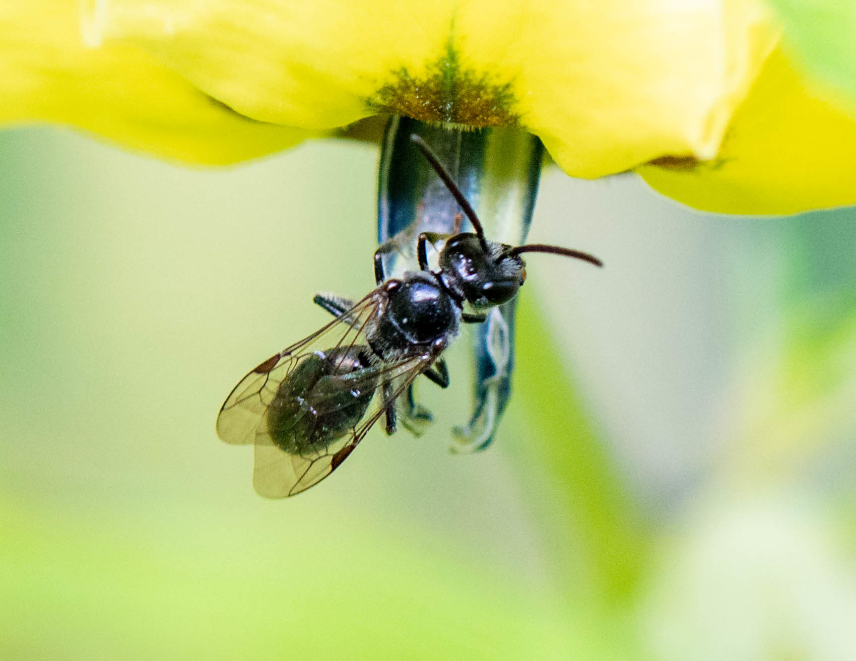 Over 350 Wild Bee Species Found in Vermont, with Help of Community Scientists | Vermont Center ...